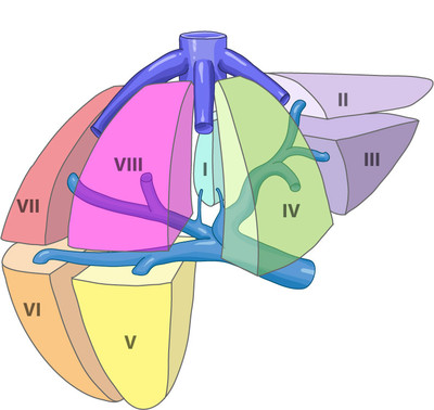 Hepatic segments (Couinaud classification) / Radiological ...